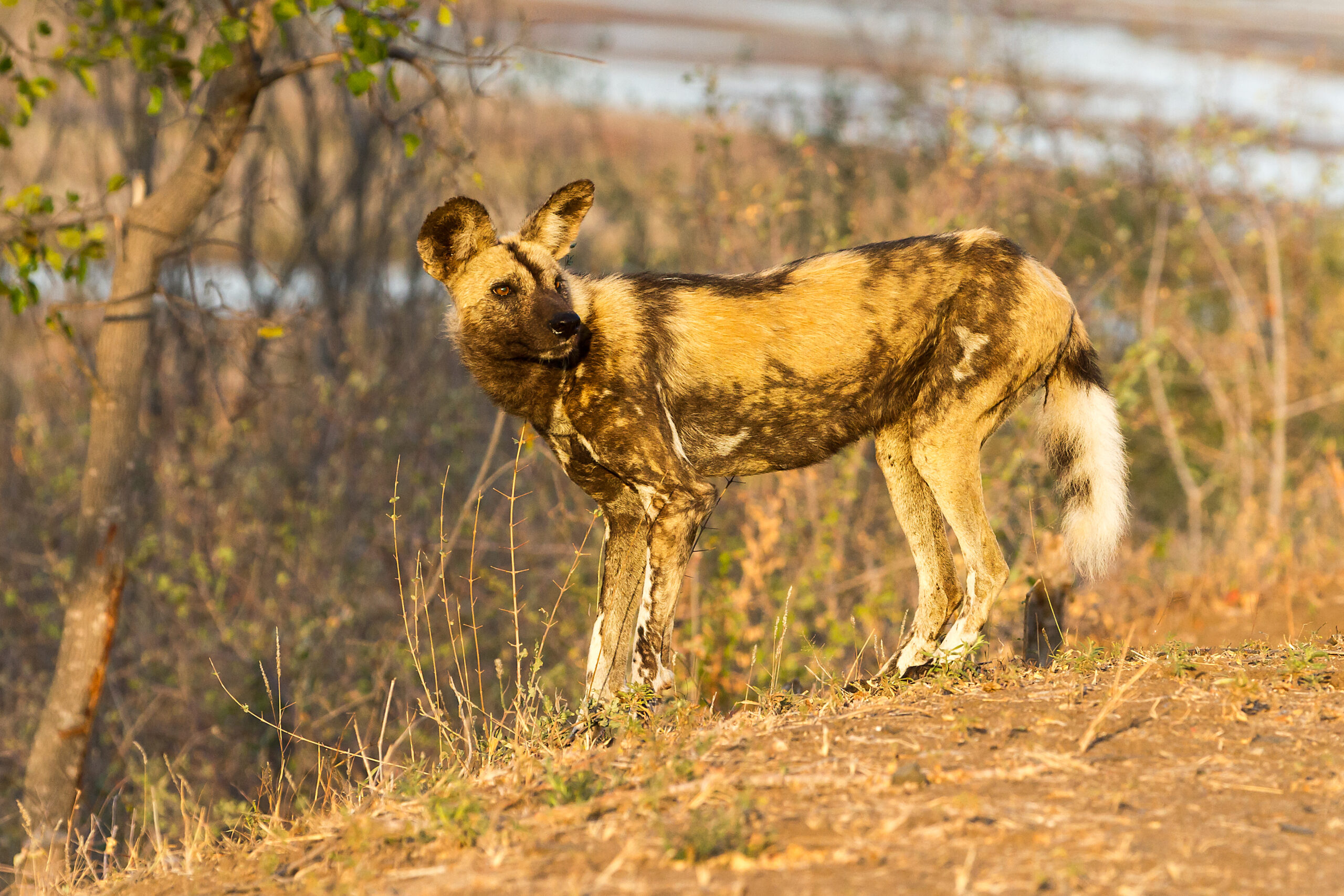 Numbi Gate: Ein malerischer Zugang zum Krüger-Nationalpark